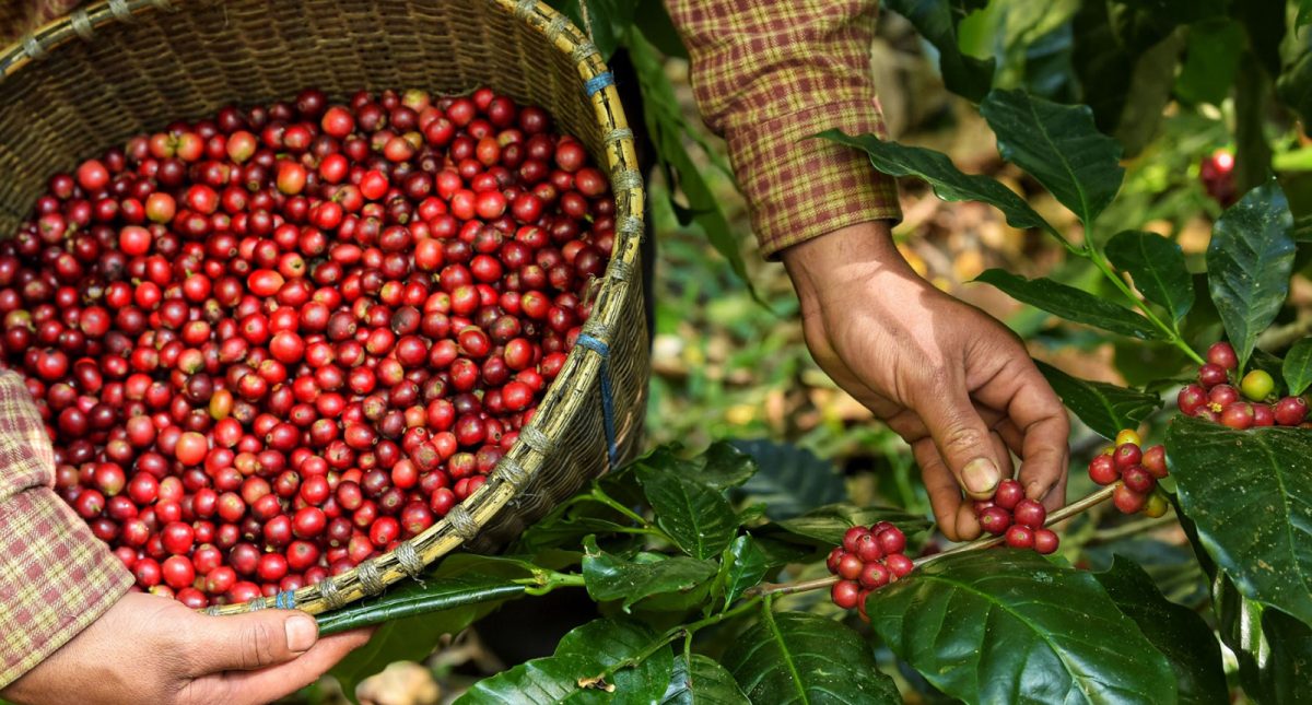 Blog – Cirelli Coffee – Best Roasted Coffee - Cirelli Coffee – Best ...